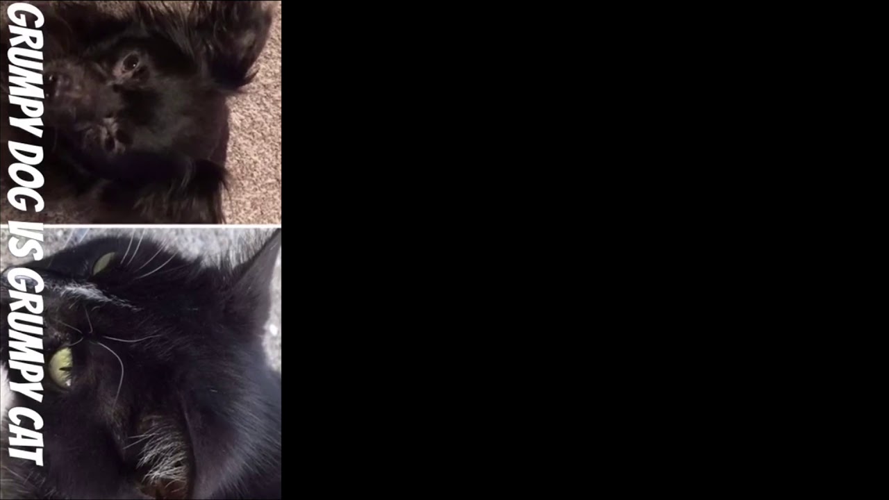 Grumpy Dog v.s. Grumpy Cat trailer - YouTube