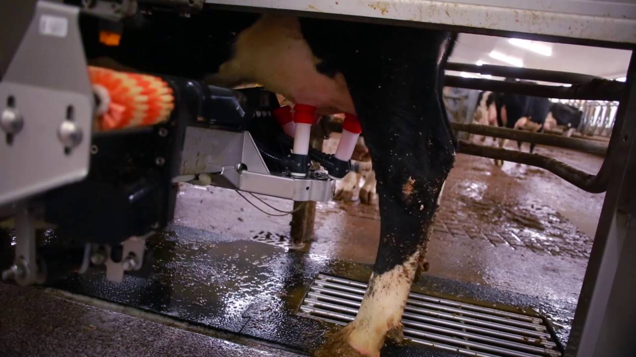 Lely Astronaut A4 milking robot – Hammond Farms Testimonial (Canada ...