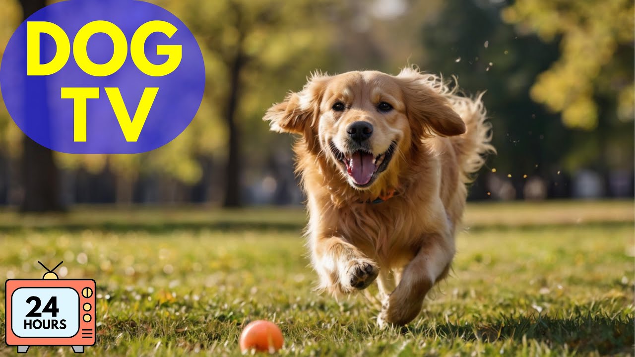 DOG TV: 24 Hours of Soothing Music & Fun Videos for Dogs Home Alone ...