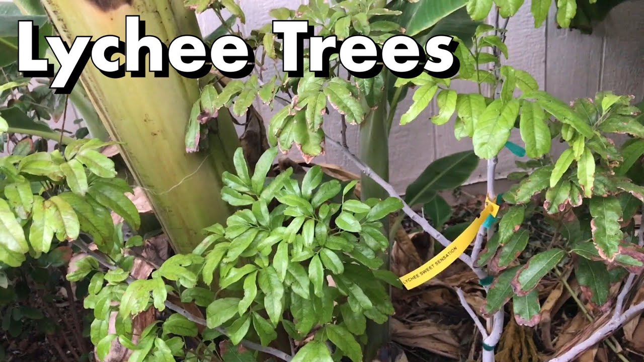 One Arizona Garden | Lychee Trees - YouTube