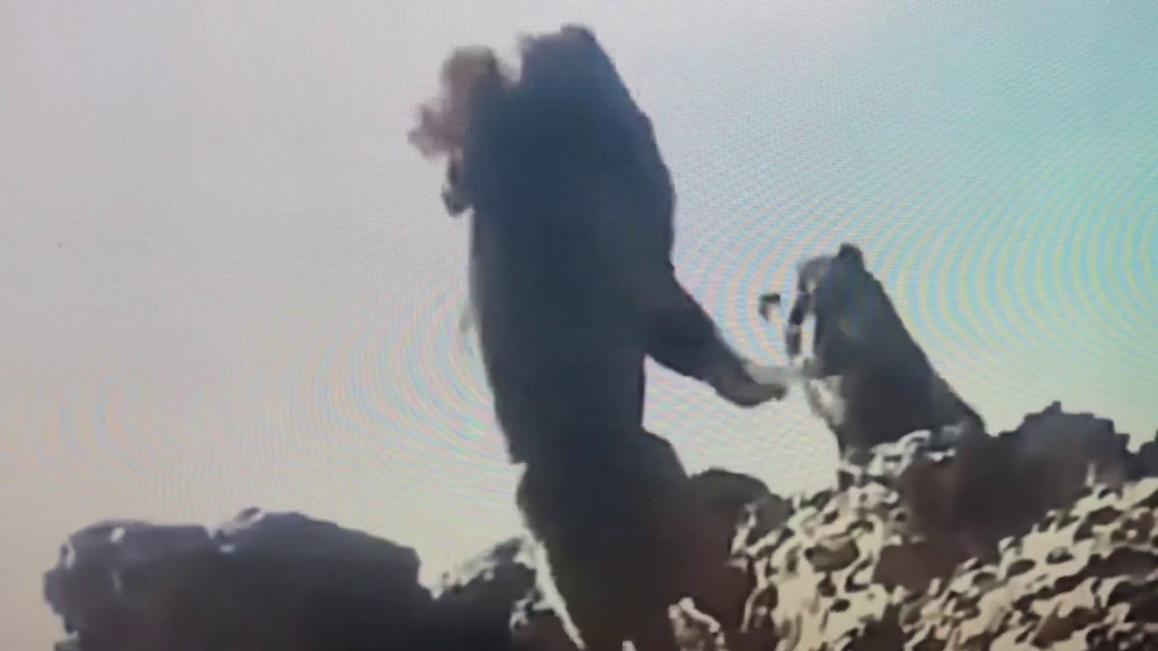 Noooooo!!! Lion King “The Lucas Cut!” Mufasa and Scar scene 2019 - YouTube