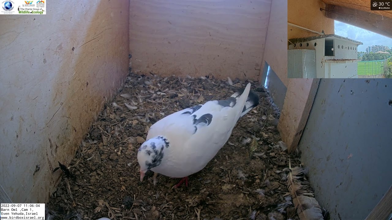 Pigeon switch incubating duties. - YouTube