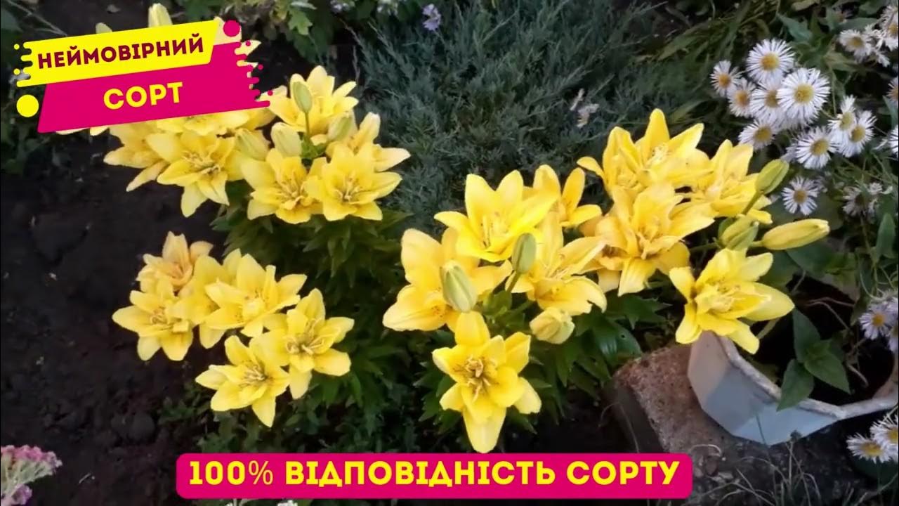 Махрові Лілії - YouTube