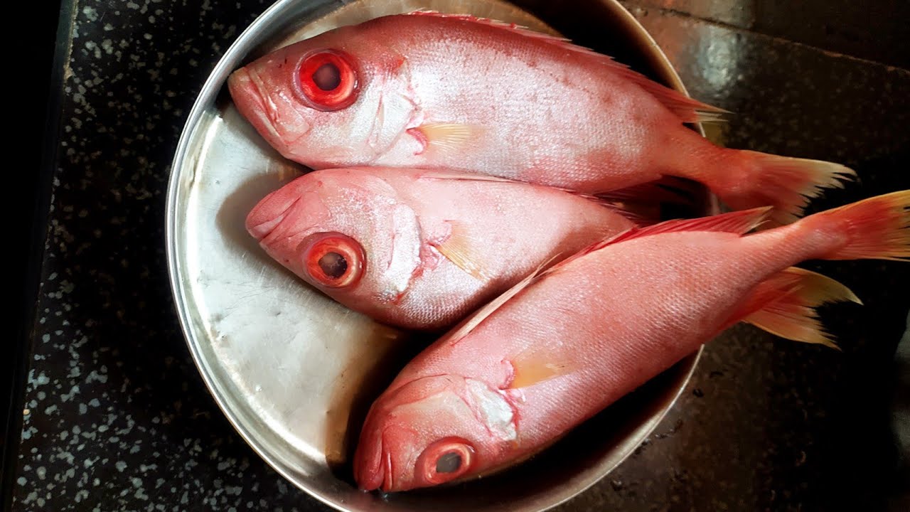 Kora Fish kora-fish