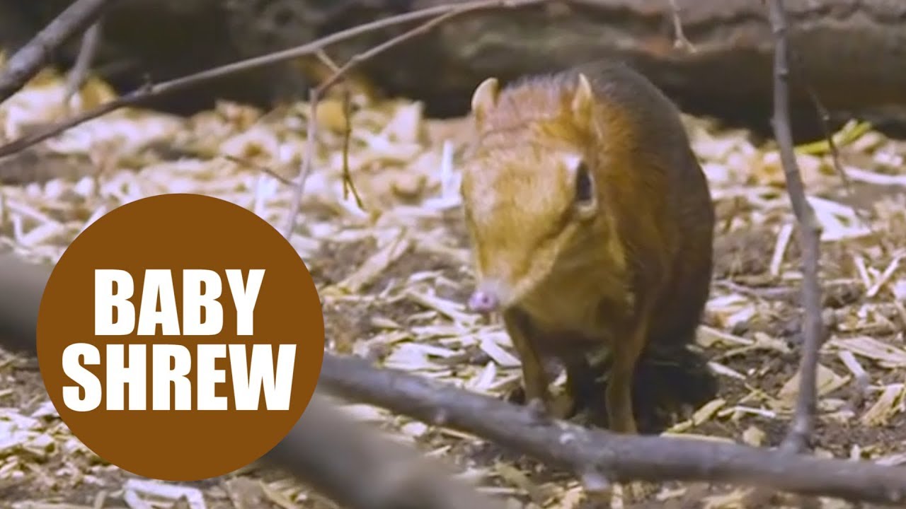 Newborn twin baby elephant shrews - YouTube