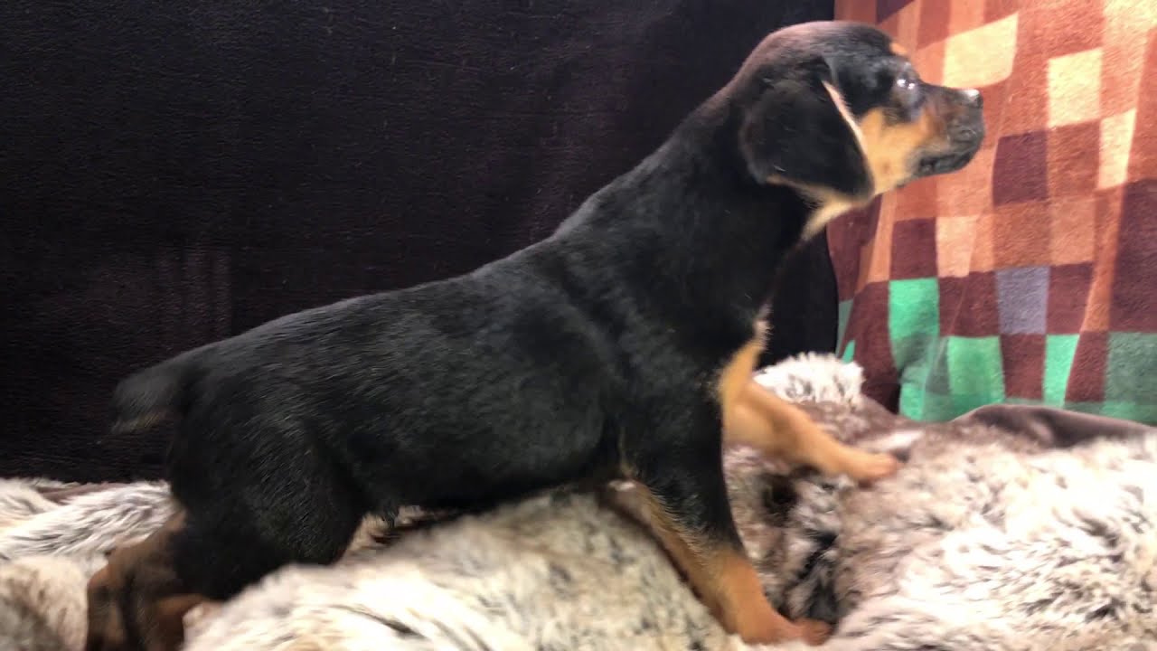 Rowdy, Rottiebear Male Pup by Queen Elizabeth Pocket Beagles - YouTube