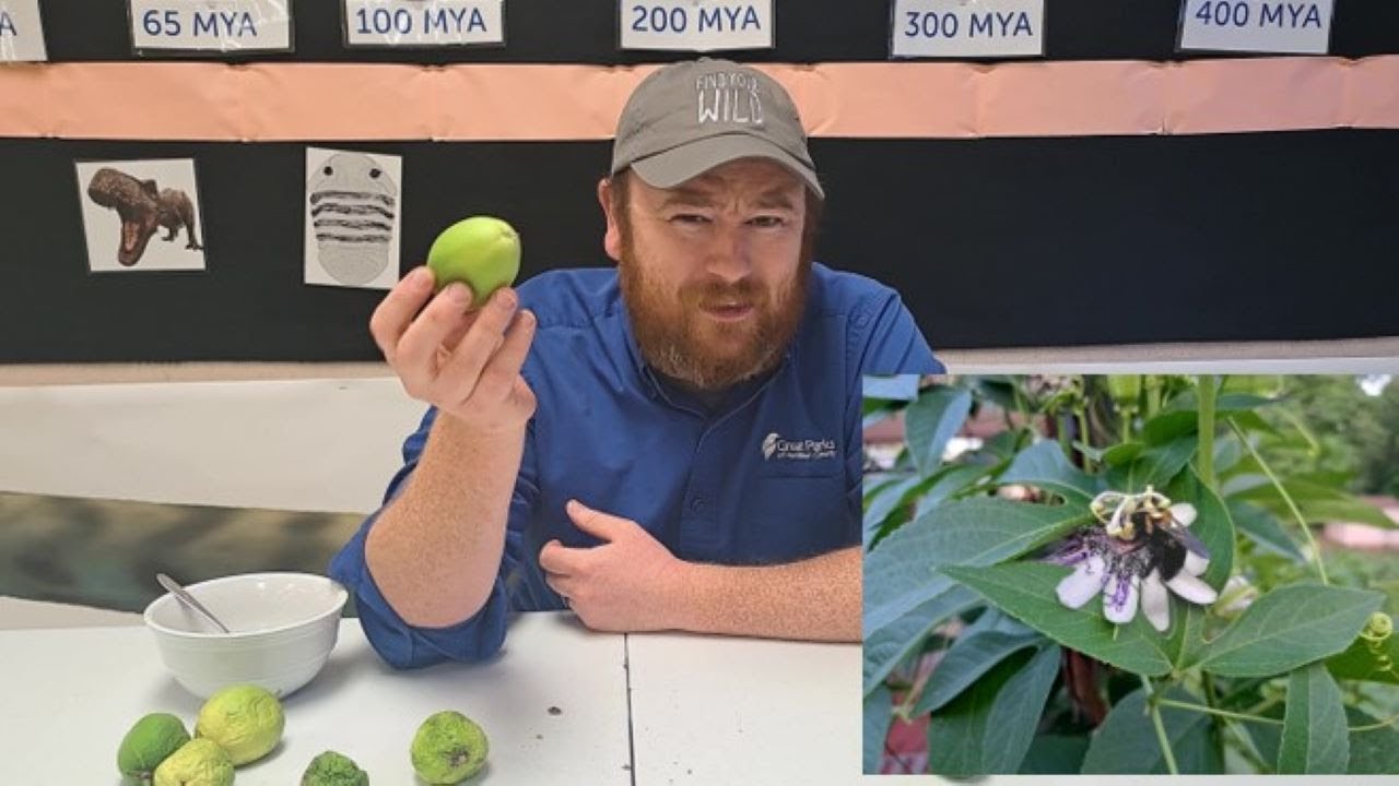 Tasting Maypop Passionflower Fruit - YouTube