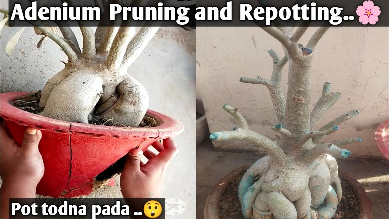 Adenium Pruning and Repotting for big caudex.. Best soil mixture for ...