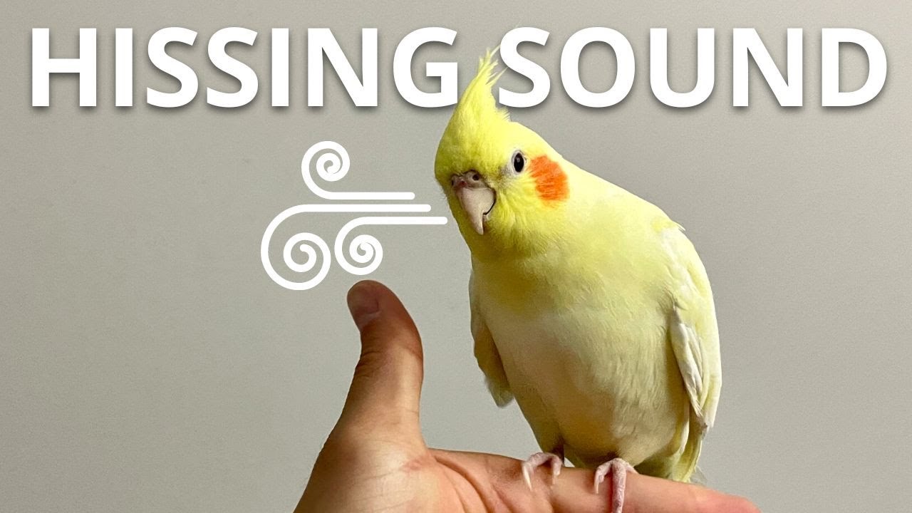 Cockatiel Hissing Sound - YouTube