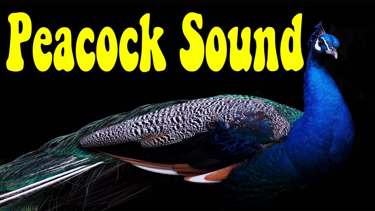peacock sounds | Peacock Call | Peacock Noise - YouTube