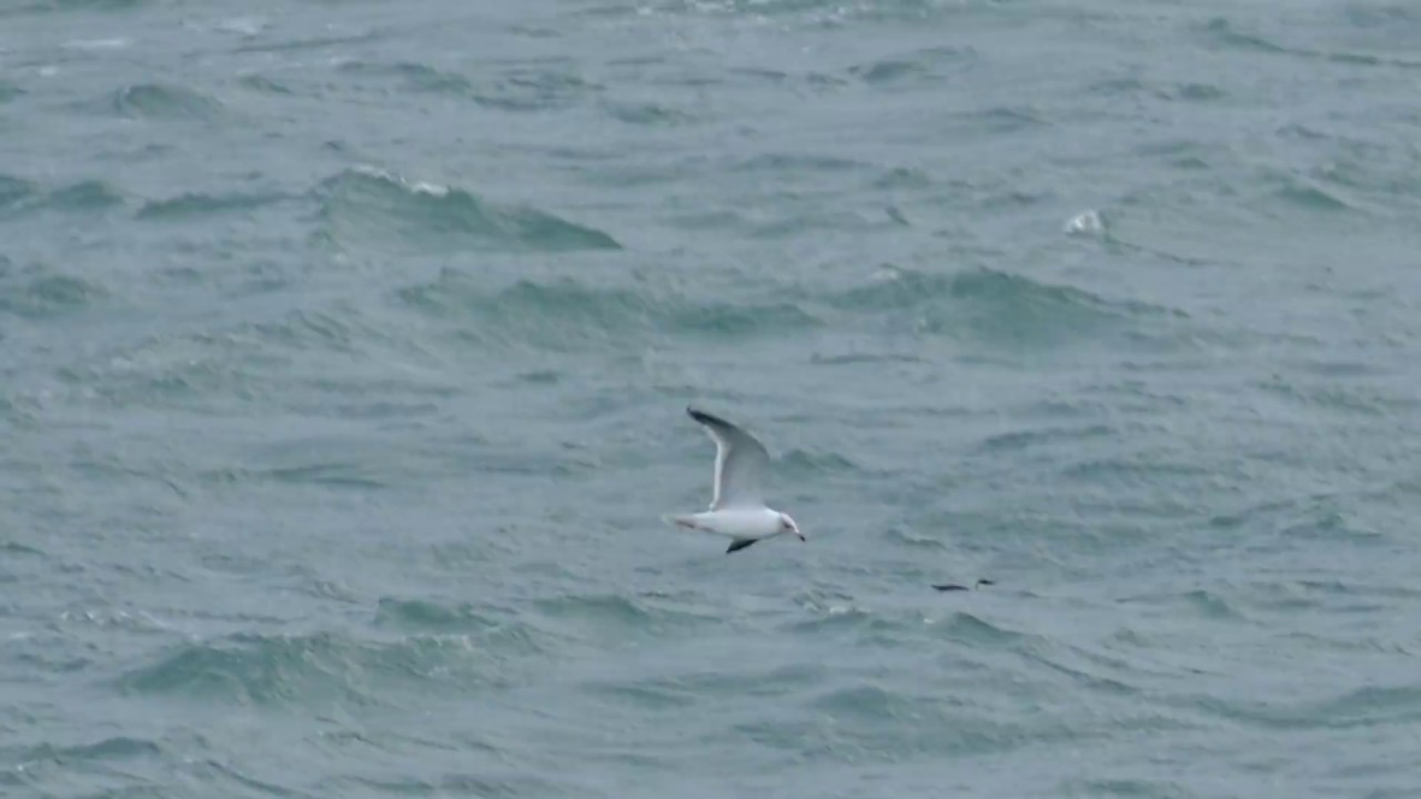Yellow-legged Gull Berry Head Devon November 2017 - YouTube