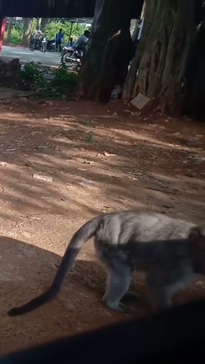 Monkeys junction - YouTube