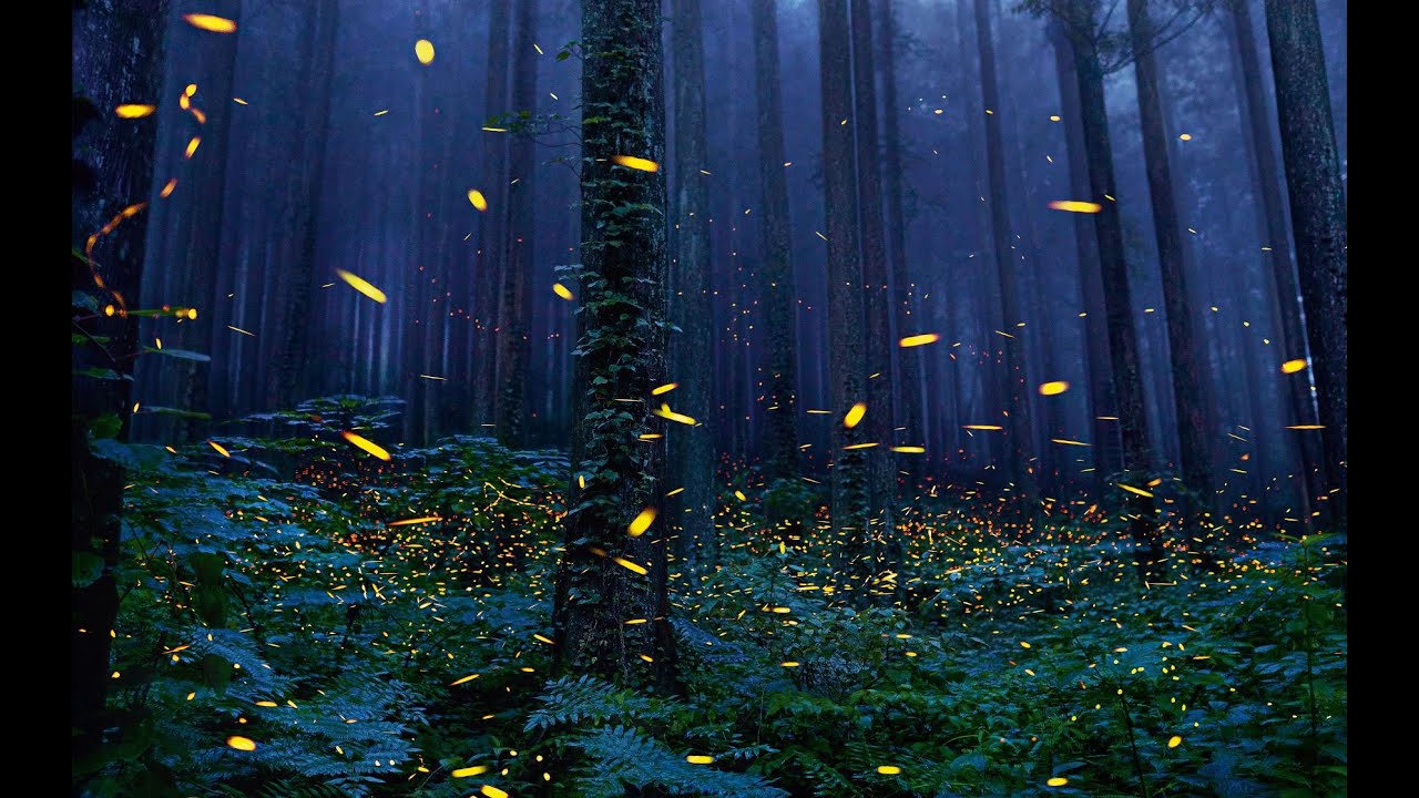 FIREFLIES AND CRICKET SOUNDS || NIGHT TIME NATURE SOUNDS || MIND ...