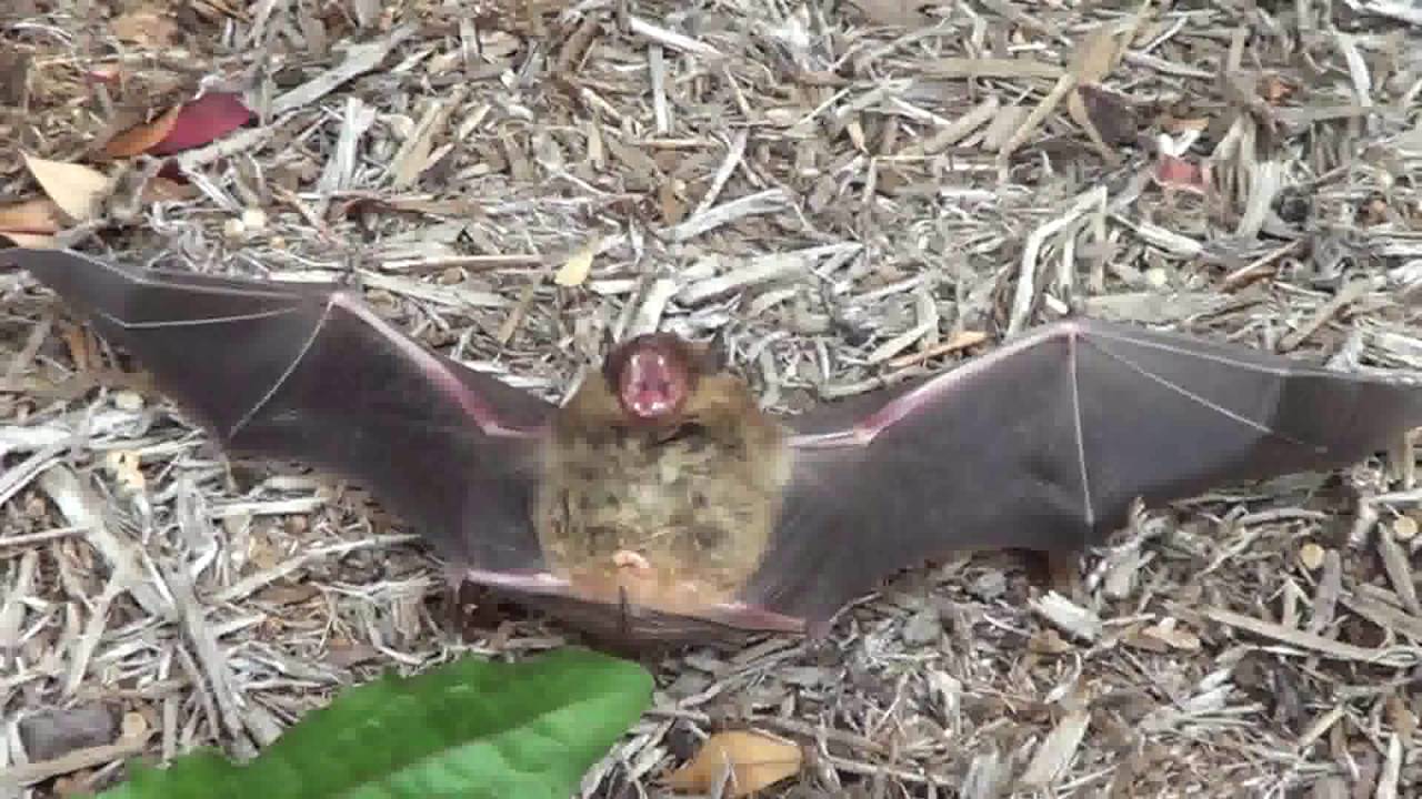 Bat Screaming - YouTube