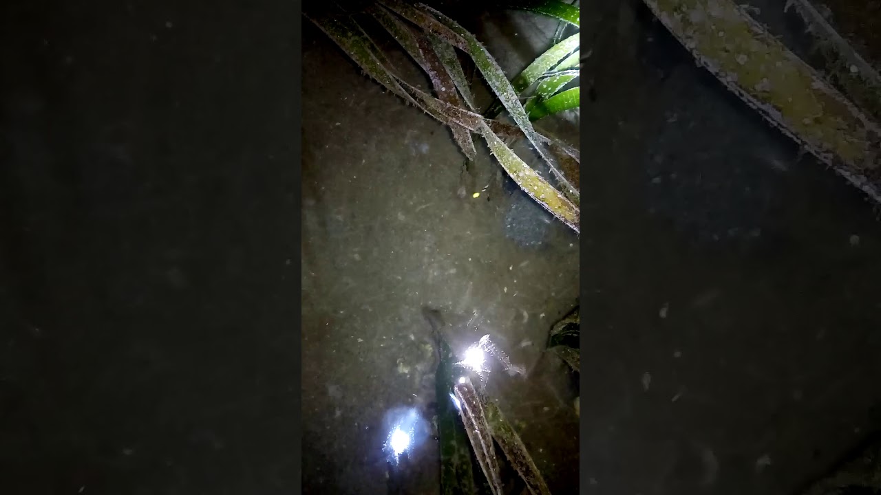 How to identify shell? (Sudlay-sudlay) - YouTube