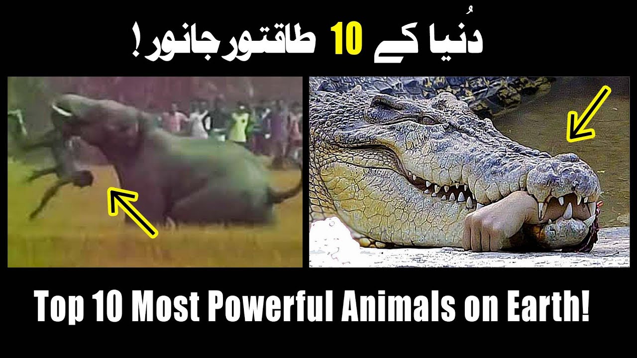 Top 10 Most Powerful Animals on Earth! 😮 #wildfacts #animals #powerful ...