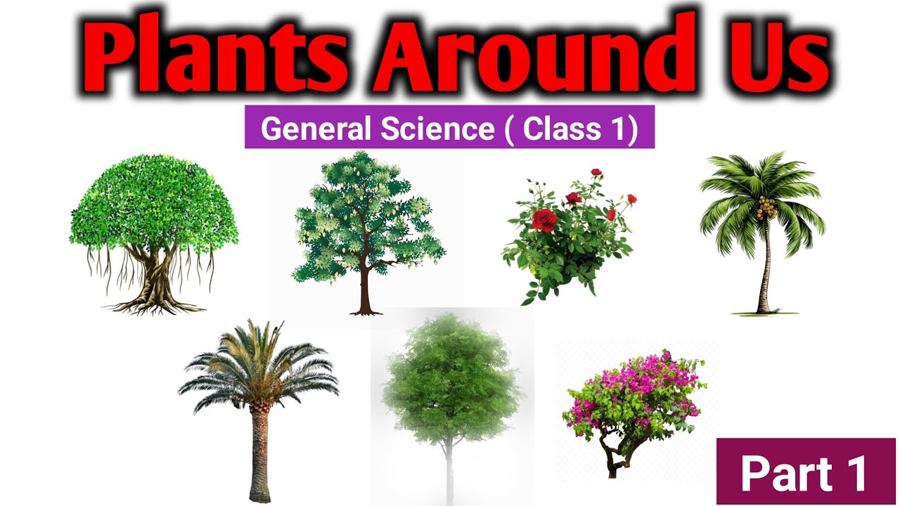 Plants Around Us | Science | Class 1 | Full explanation | Part 1 - YouTube