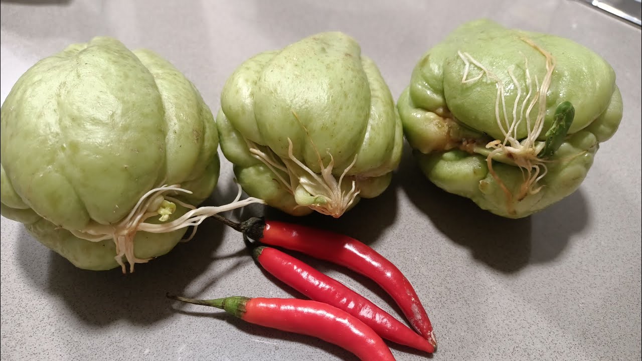 EP03: PLANTING SAYOTE/CHAYOTE IN DUBAI | BAHAY KUBO IN DUBAI ...