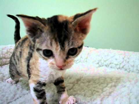 Devon Rex Calico Tabby - YouTube