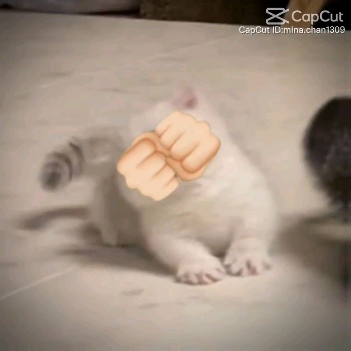 ảnh mèo cute hum nếu thấy cute thì like và đăng ký - YouTube