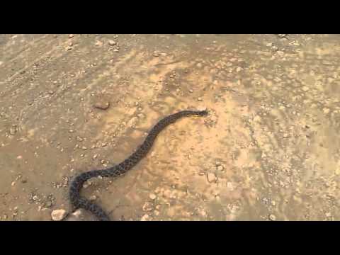 Yılan avcısı Muhammet