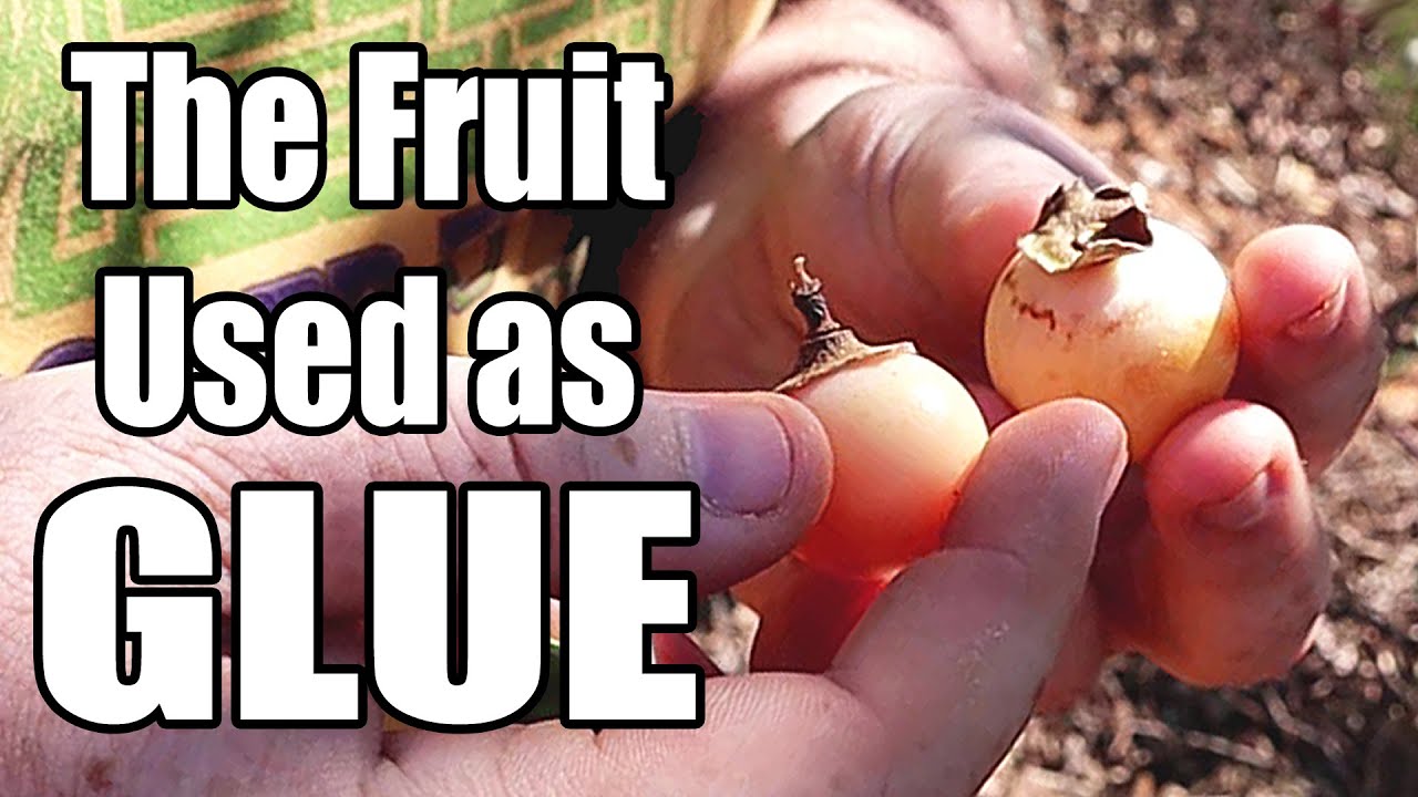 Glueberry - Weird Fruit Explorer - YouTube