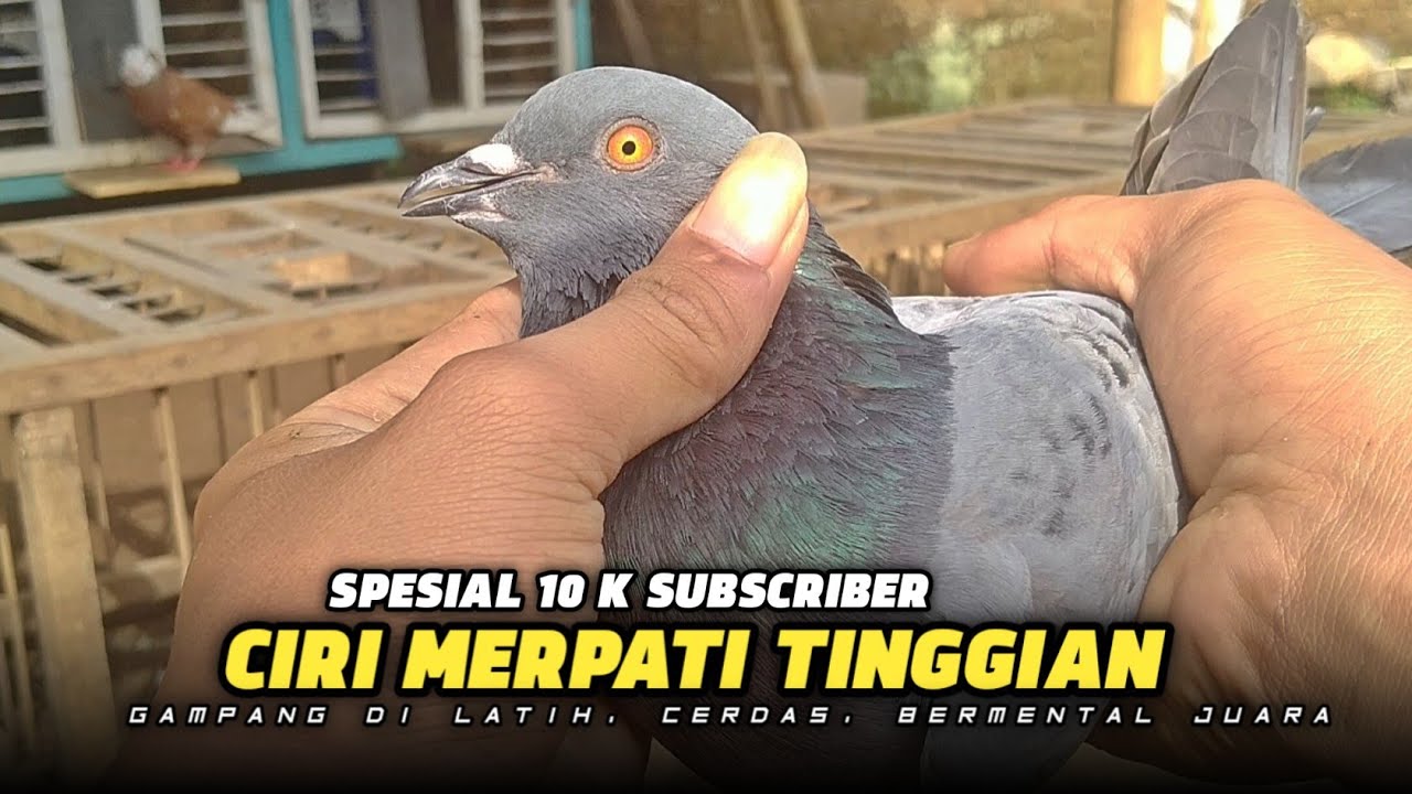 CIRI - CIRI MERPATI TINGGIAN BERKUALITAS JUARA ‼️ - YouTube