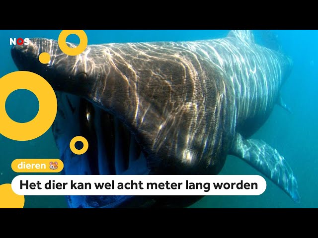 Reuzenhaai Versus Reuzenoctopus Mogelijk Reuzenhaai Voor Nederlandse