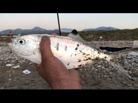 Surfcasting Trabucco Day & Gara Memorial MASSIMO BONA.. leccia stella ...