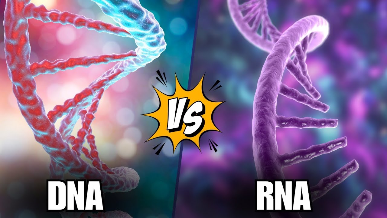 DNA and RNA Explained in 15 Minutes! - YouTube