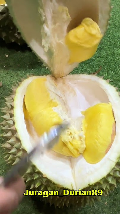 Durian Musangking Jumbo siapa yg gk ketagihan Durian Sultan ini #durian #shorts - YouTube