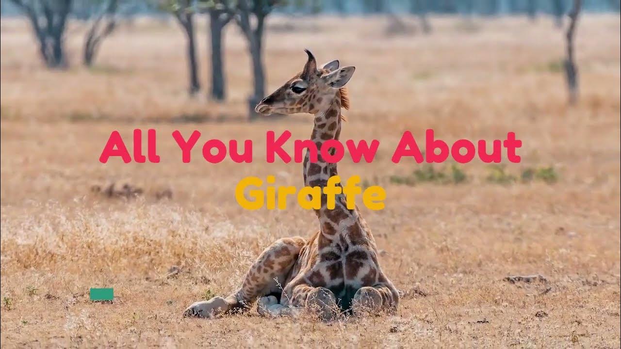 Descriptive Text Giraffes - YouTube