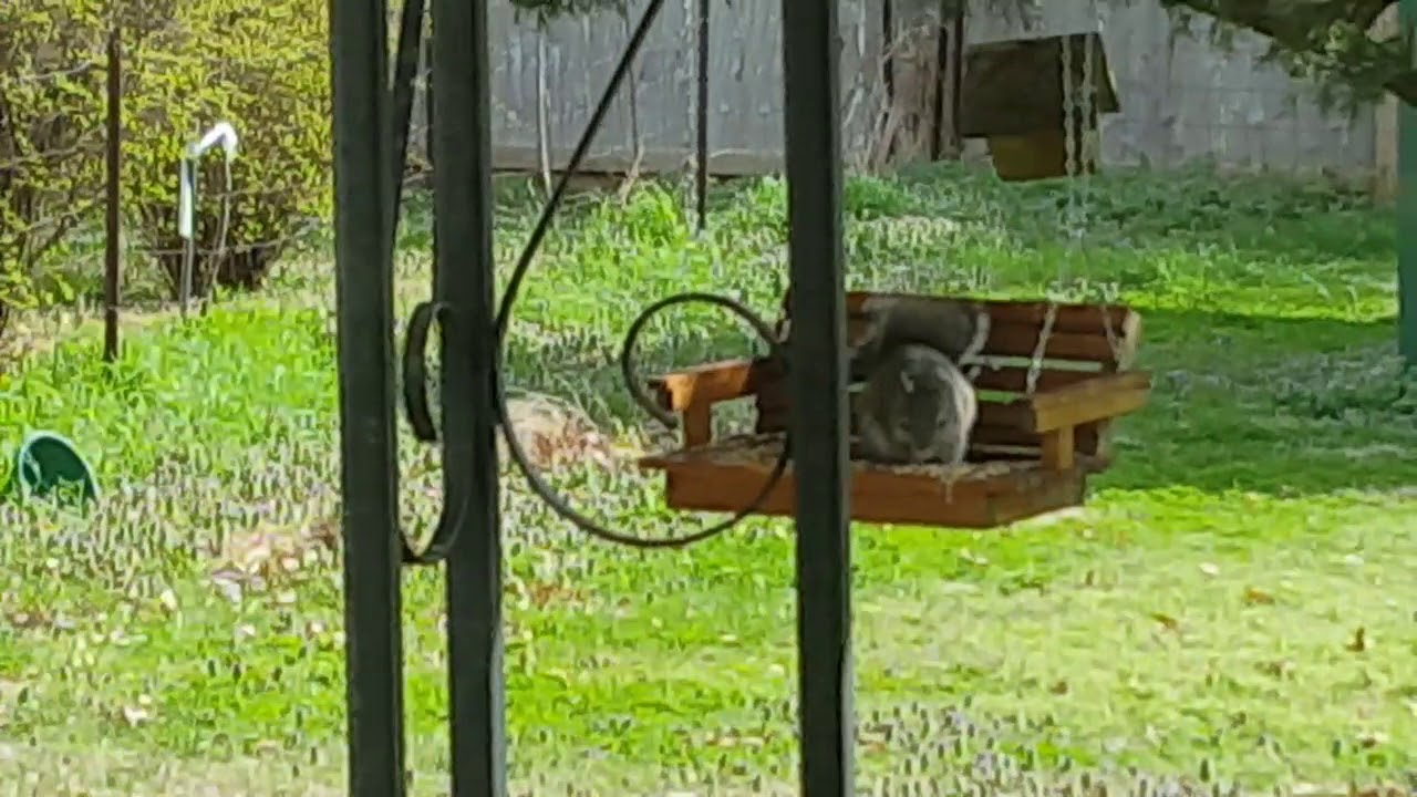 003 Red Cedar Porch Swing Bird Feeder - YouTube