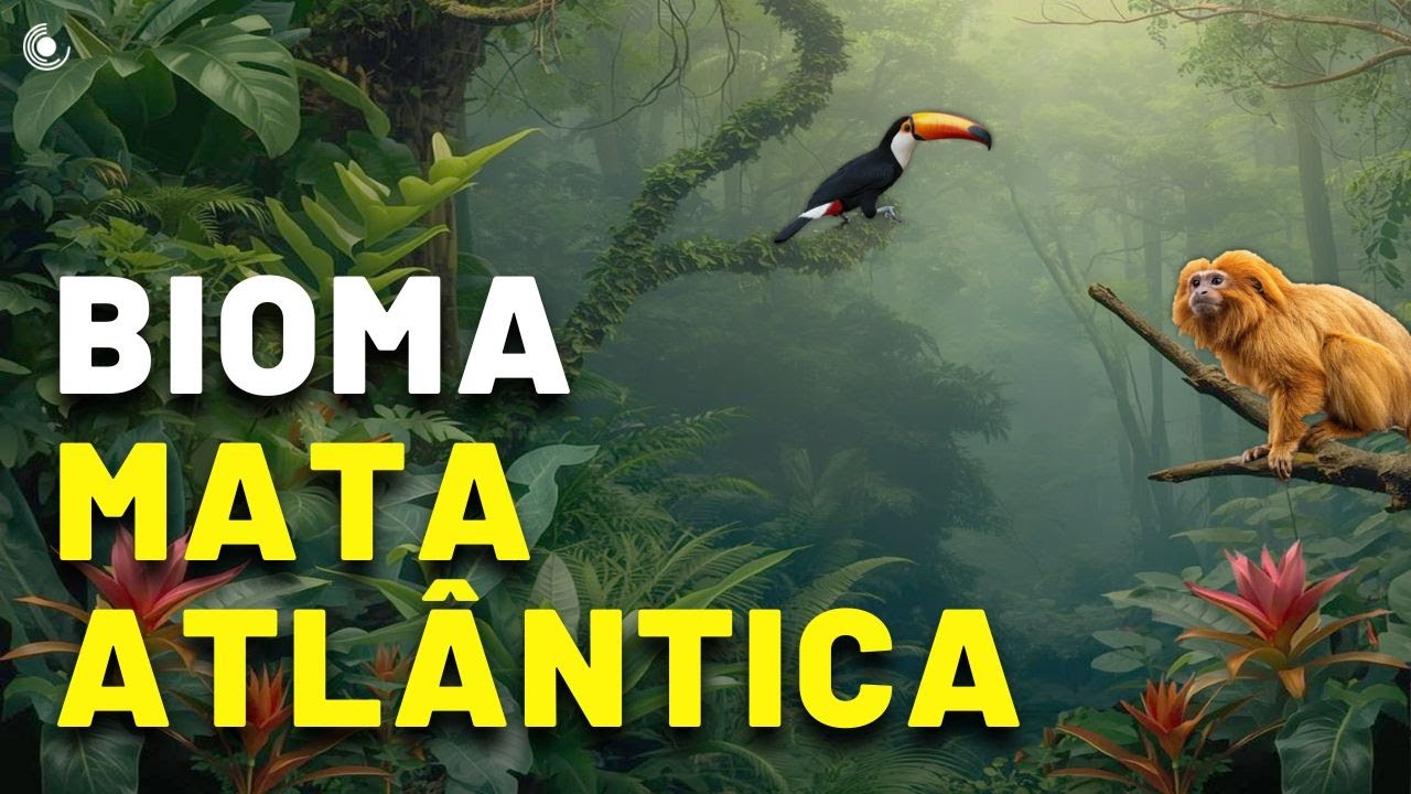 Características e Curiosidades da MATA ATLÂNTICA | Conheça esse BIOMA ...