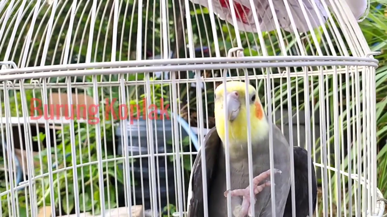 Burung Falk Bernyanyi Habis Mandi - YouTube