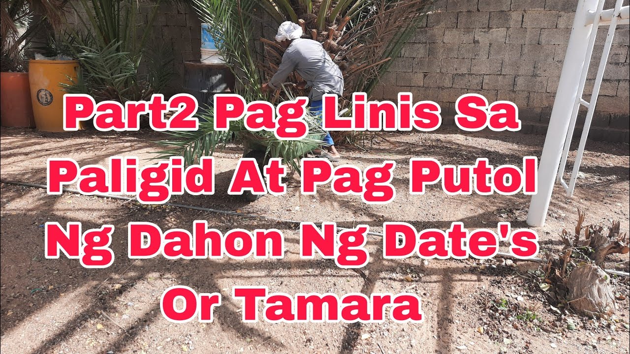 Part2 Pag Linis Sa paligid At Pag Putol Ng Dahon Ng Date's Or Tamara ...