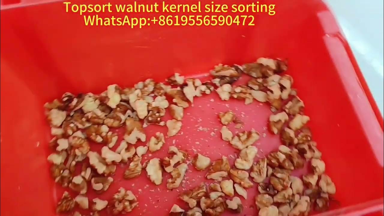 Topsort 1 chute walnut kernel size sorting machine - YouTube