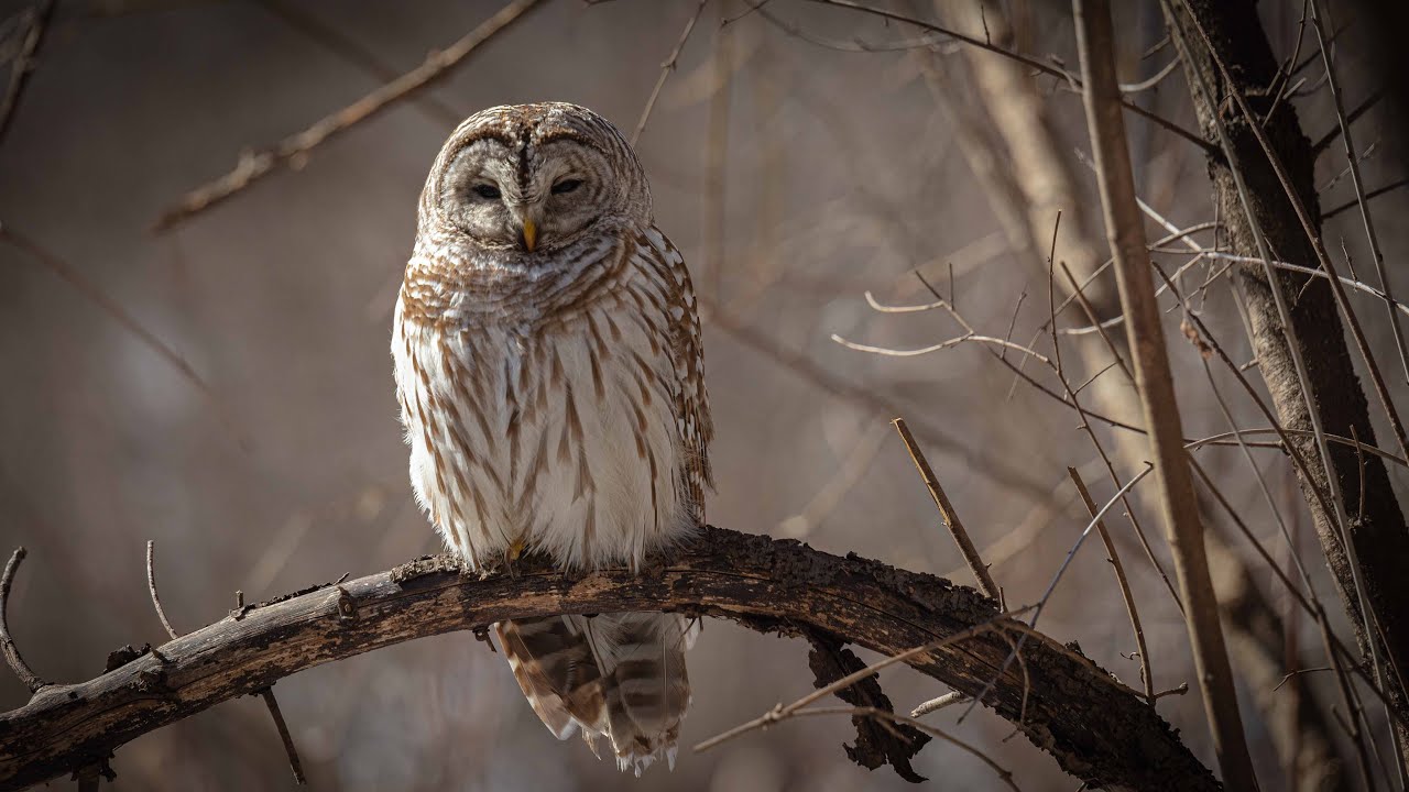Edge of Frame - A New Wildlife Photography Series! - YouTube