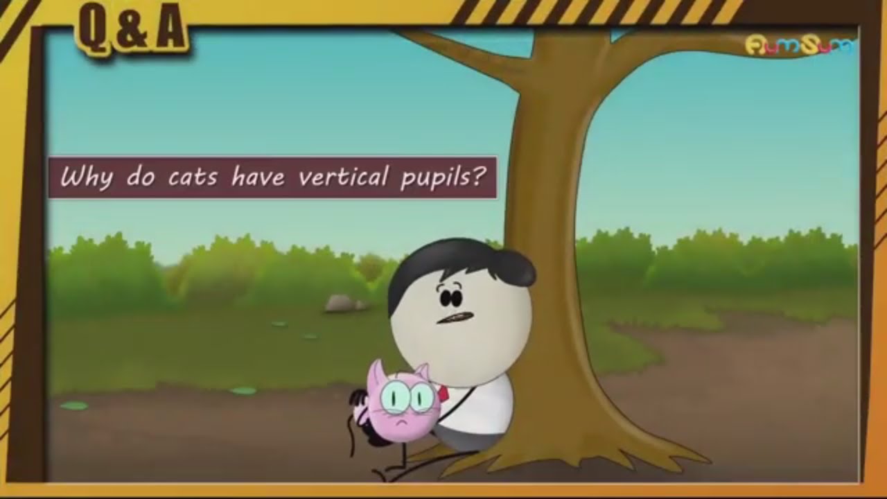 why do cats have vertical pupils ?#education #science Life Facts for ...