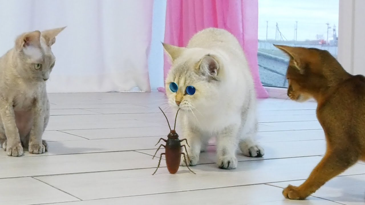 Сats are hunters. Kittens playing with a cockroach - YouTube