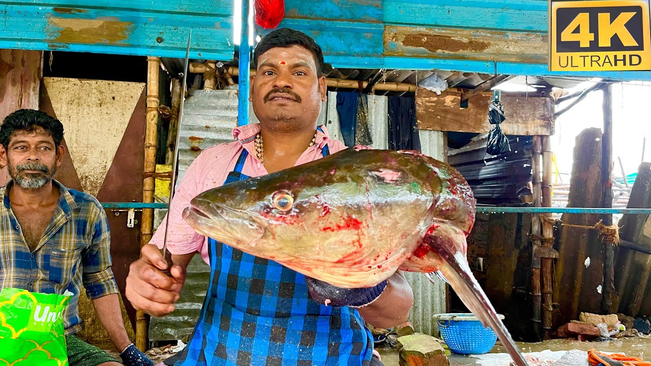 Kadora fish Thala cutting video/Fishcuttingrs #kasimedu #fishcuttingrs ...