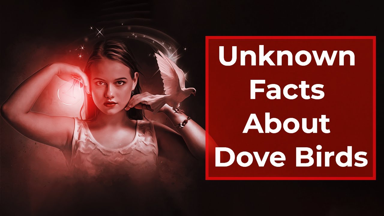 Unknown Facts About Dove Birds | Discovering the World of the Animal ...