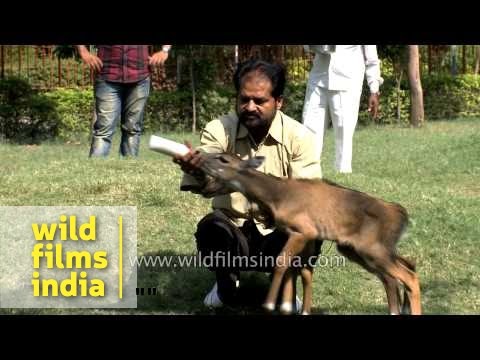 Feeding cute little baby antelope with milk from a bottle! - YouTube