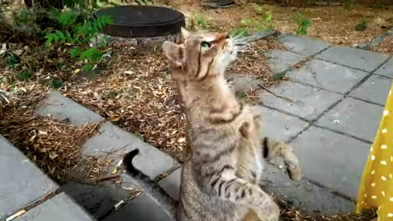 Cute Stray Cat's Incredible Food-Catching Skills Will Leave You in Awe ...