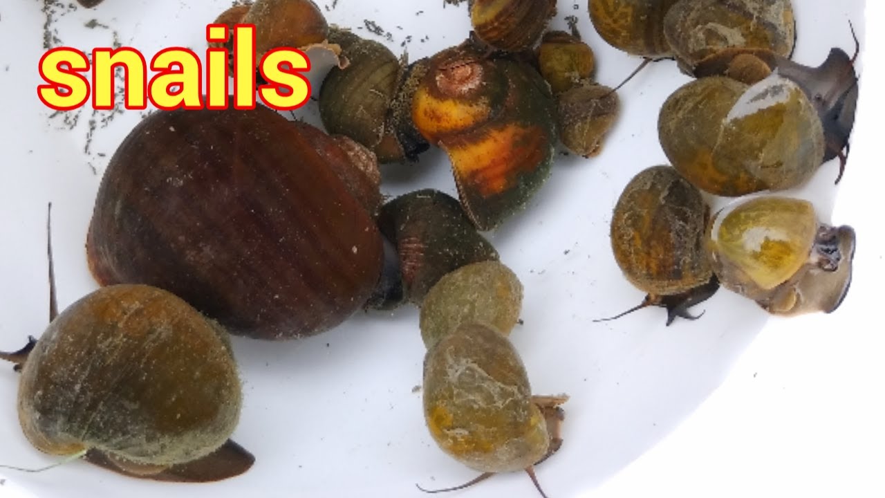 Life of snails. A story of snails. घोंघा के रहस्यमय जीवन के बारे में ...