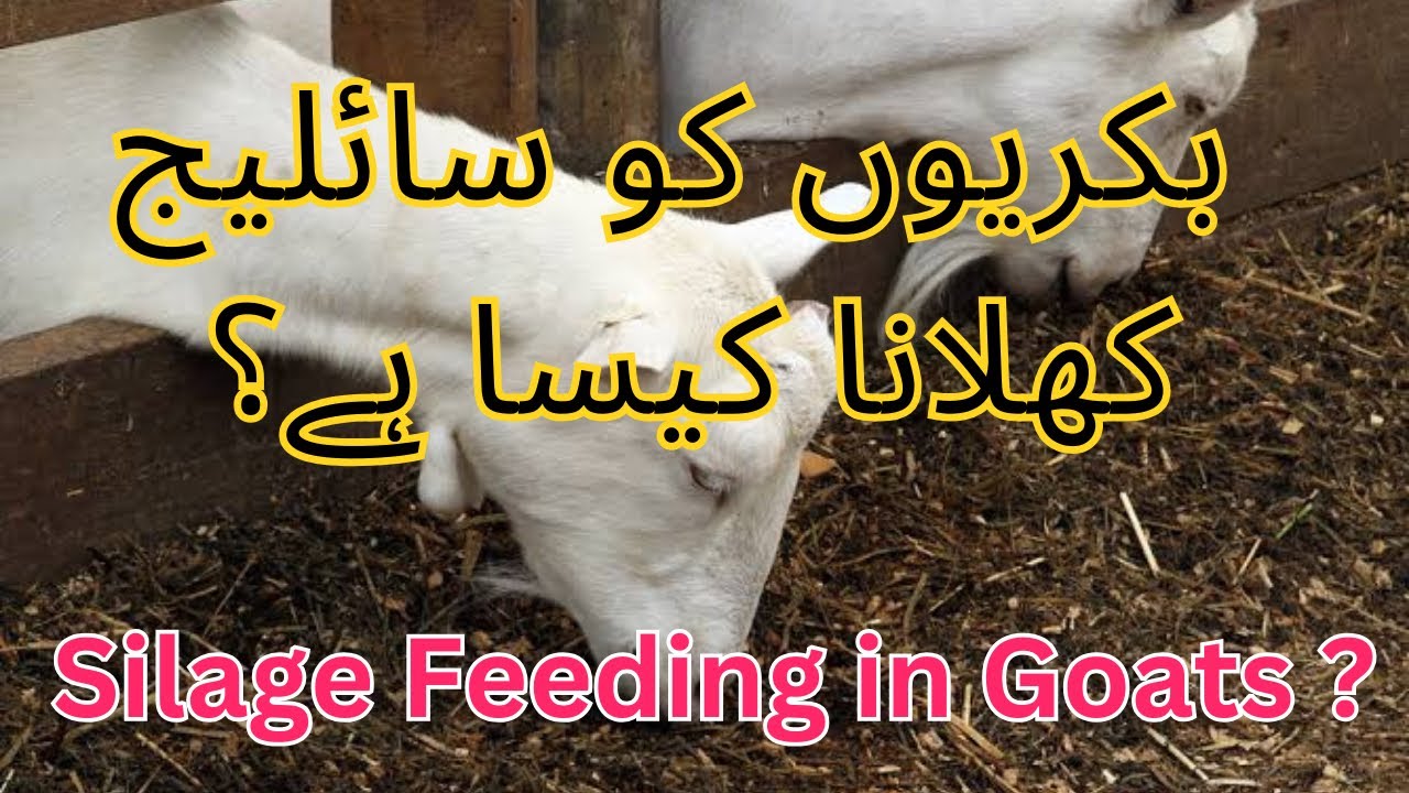 Silage Feeding in Goats and Sheeps || Feeding Tips For Goats || Dr ...