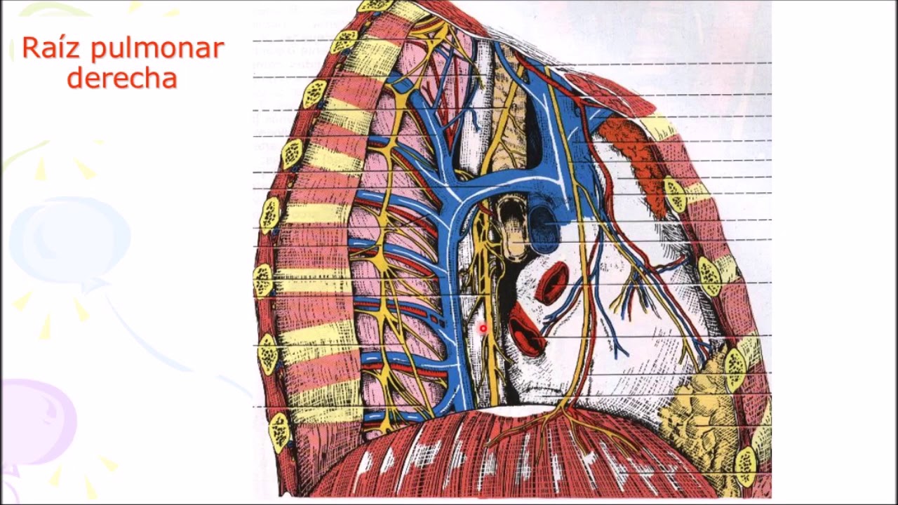 RAICES PULMONARES - YouTube