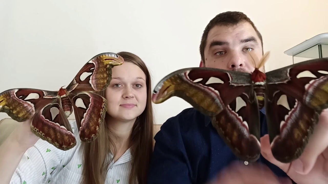 Motobutterfly- Attacus Atlas éjjeli lepke jellemzői - YouTube