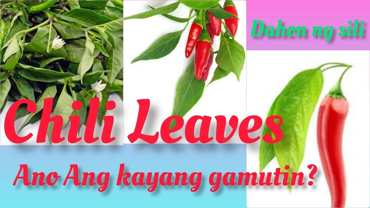 DAHON NG SILI / mabisang gamot - YouTube
