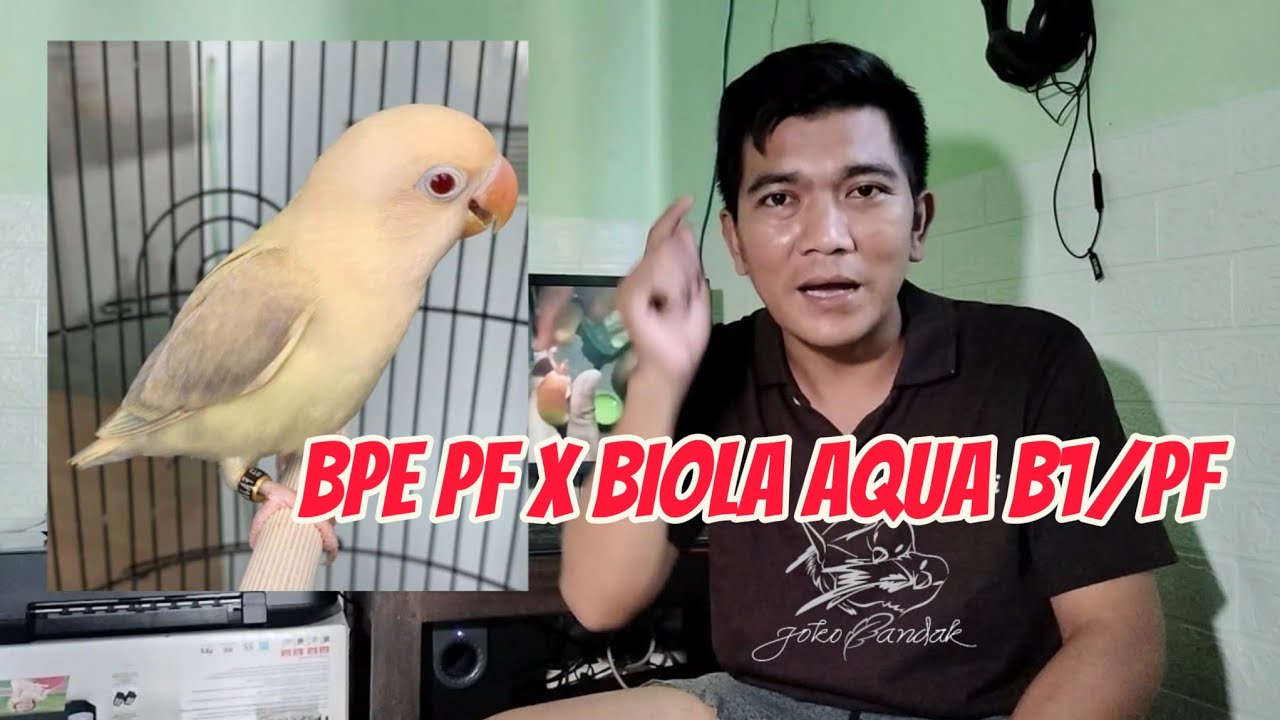 BPE PF X BIOLA AQUA B1/PF Bisa Hasilkan apa - YouTube